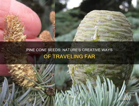 Pine Cone Seeds Natures Creative Ways Of Traveling Far Quartzmountain