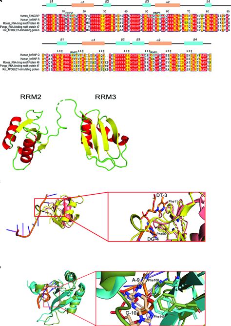 the structure of rrm2 3 from syncrip a sequence alignment of rrm2 3