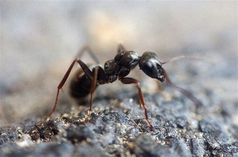 White Ants Guide Learn The Differences Between White ANTS Termites