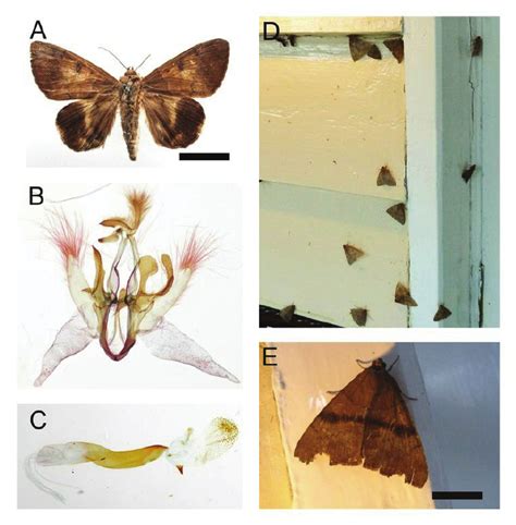 Details Of Achaea Catocaloides A Representative Adult Specimen Of A