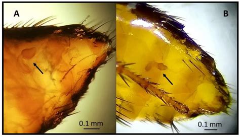Monitoring Campaign Over An Edible Dormouse Population Glis Glis Rodentia Gliridae In Sicily