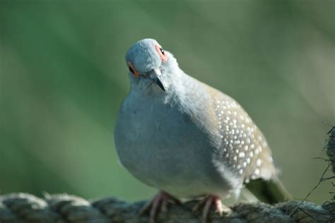 Bird Quizzical Wildlife Free Photo On Pixabay Pixabay Bird Quizzical Wildlife Free Photo On Pixabay Pixabay