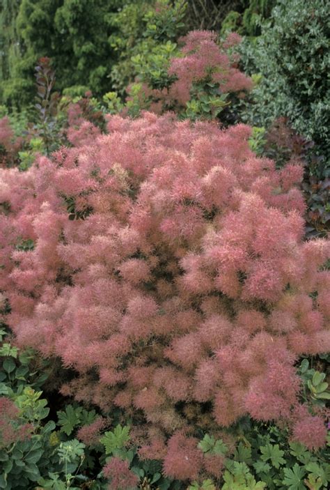 Cotinus Coggygria Smoke Bush Velveteeny The Flower Spot
