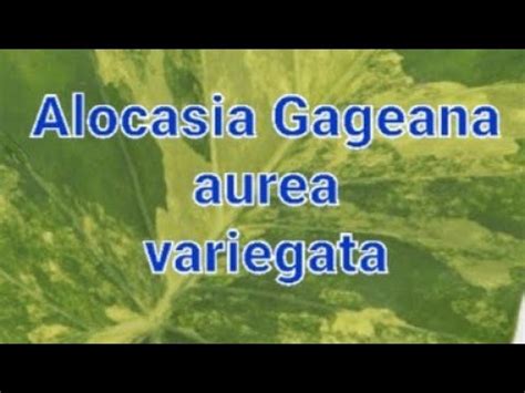 Алоказия Гагеана Вариегатная посадка на Фитиль - YouTube