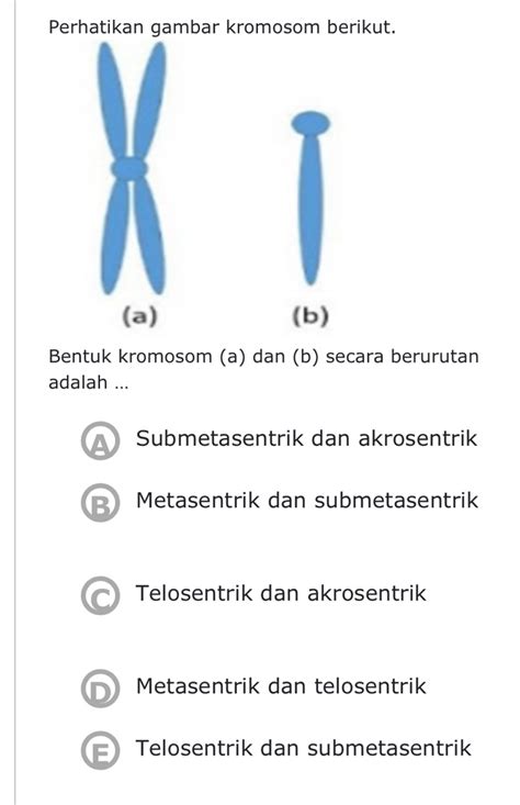 Perhatikan Gambar Kromosom Berikut Gambar Kromosom A Dan B Bentuk