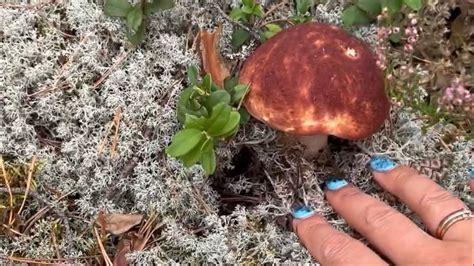 Карелия неповторима 🥰 - YouTube