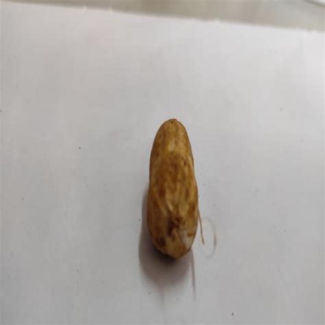 Classification Of Groundnut Object Detection Dataset By Ssn Fyp