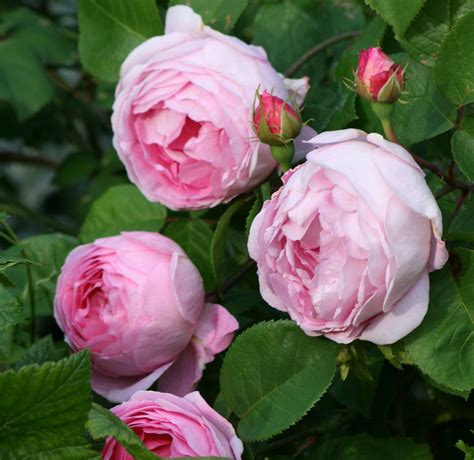 Роза Констанс Фото И Описание Отзывы – Telegraph