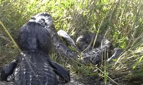Massive Alligator Takes Out Invasive Burmese Python In The Florida