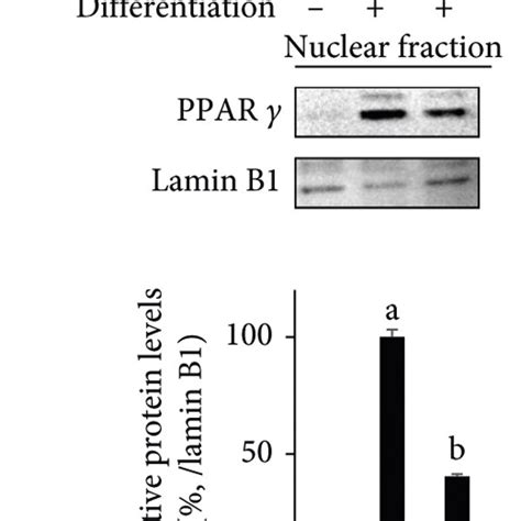 Effect Of Hng On The Mrna Expression Of Adipogenic Marker Genes Pparγ