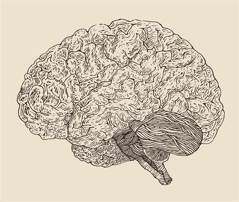 Brain Evolution In The News Aging Related Diseases May Be A Negative Outcome Of Human Evolution