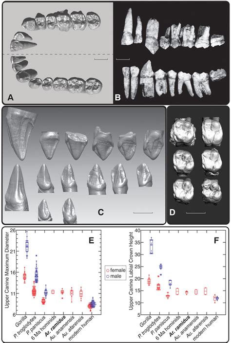 Australopithecus Ramidus