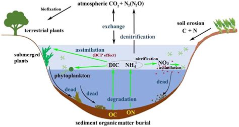 Water Free Full Text Spatial Distribution And Sources Of Organic Matter In The Surface