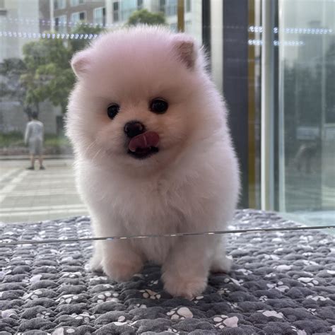 포메라니안 방울이 미니비숑프리제성격 토이푸들성격 골든리트리버성격 래브라도리트리버성격 닥스훈트성격 도베르만성격 말티치성격 말티폼성격 보더콜리성격 프렌치불독성격 빠삐용성격