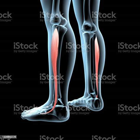 Xray 바디에 Fibularis 긴 근육 해부학 위치의 3d 그림 0명에 대한 스톡 사진 및 기타 이미지 0명 건강관리와 의술 과학 Istock