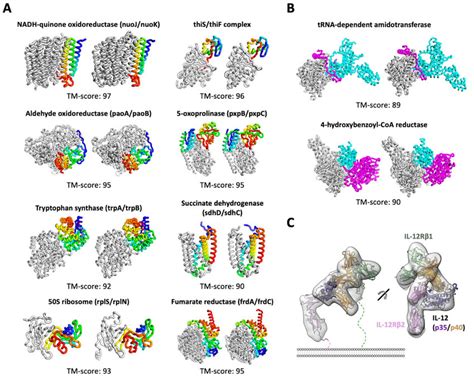 Complex Structure Prediction Using Rosettafold A And B Prediction Of Download Scientific