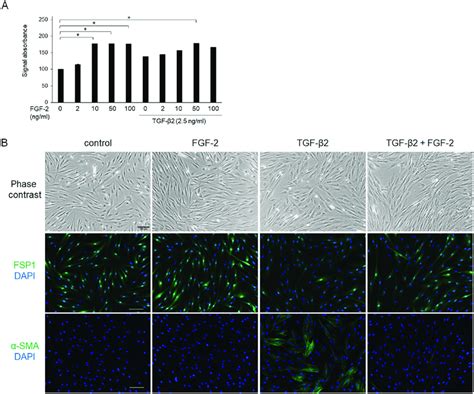 Effects Of Fgf 2 On Cell Proliferation A Cell Morphology And