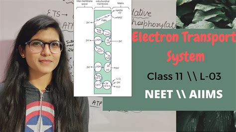 Ch 14 L 03 Electron Transport System Class 11 Neet Aiims