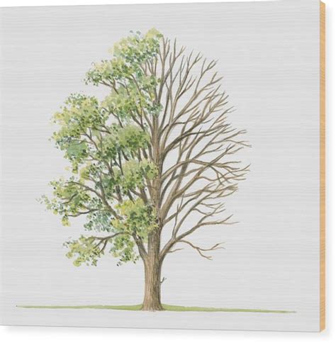 Elm Tree Drawing At PaintingValley Com Explore Collection Of Elm Tree Drawing