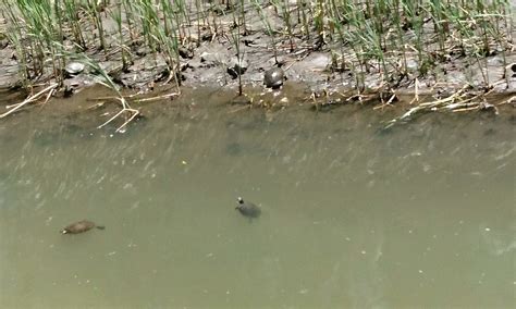 recursive function for a python beginner step by step to a data scientist