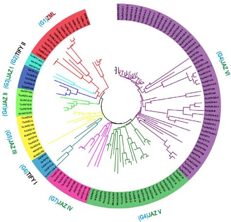 Phylogenetic Relationships Among T Aestivum T Urartu A Tauschii