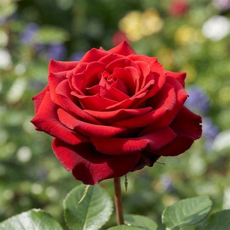 Rose Ingrid Bergman Order Online In Eu Directly From Holland