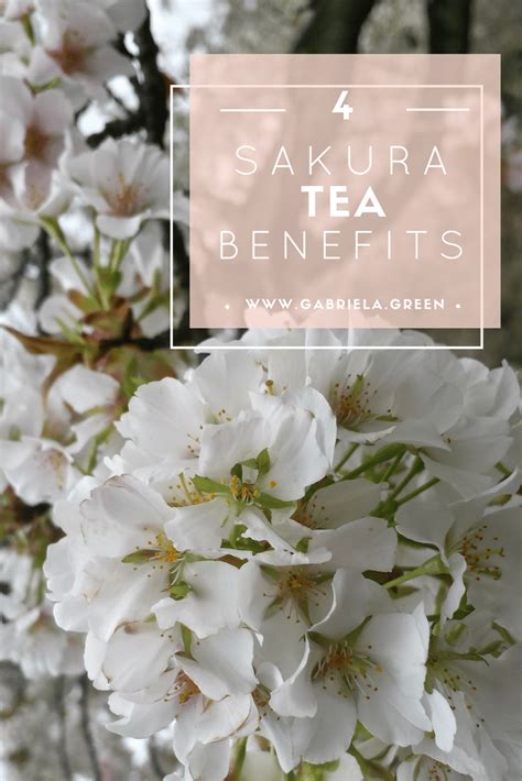 4 Surprising Cherry Blossom Tea Benefits Gabriela Green