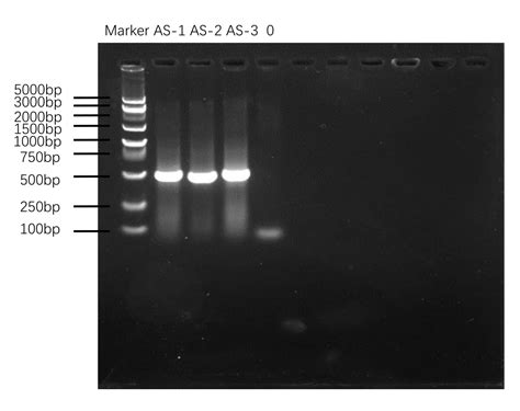 Application Of Dna Barcoding To Identify Medicinal Plants