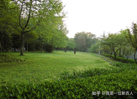 草坪在景观设计中的应用场景有哪些？ 知乎