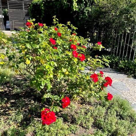 Rose 'Robusta' / Rosa 'Robusta'