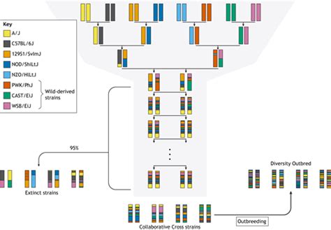 Reproductive Genomics Of The Mouse Implications For Human Fertility And Infertility