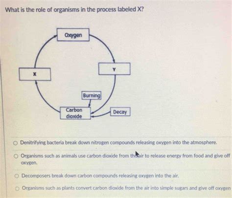 Solved What Is The Role Of Organisms In The Process Labeled X