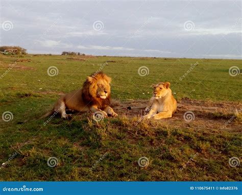 Lion Panthera Leosimba Honey Moon Time Or Mating Time Stock Image