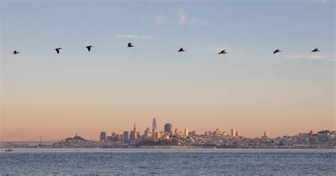Birds Of Bonding A Relationship Scientists Parallel Of Avian Amour Psychology Today