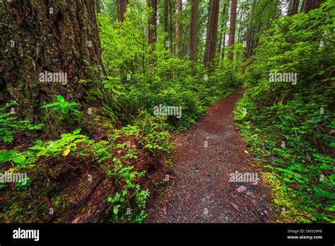 Trail In The Lady Bird Johnson Grove Redwood National Park California