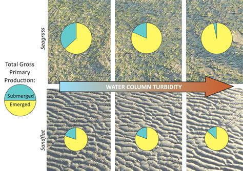 Pdf Benthic Primary Production In Emerged Intertidal Habitats