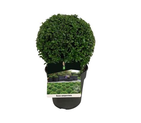 Buxus Sempervirens Green Solutions