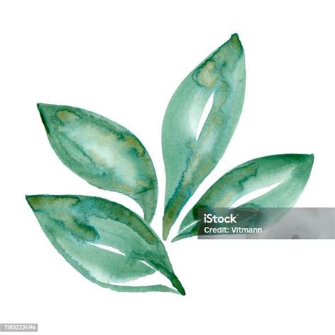 수채화 녹색 잎 자연 생태 기호 흰색 배경에 고립 된 인쇄 질감 벽지 또는 에코 식물 요소에 대한 단풍 과 손 그림 그림