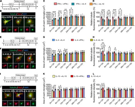 Frontiers Mapping The Plasticity Of Morphology Molecular Properties