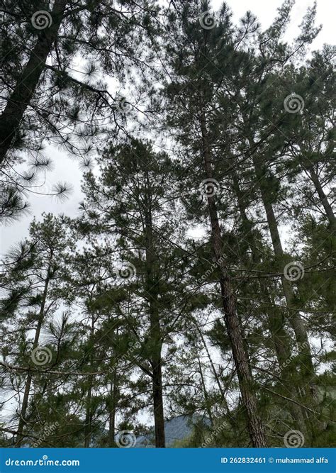 Pine Trees Grow Thick In The Forest Stock Image Image Of Trees Thick 262832461