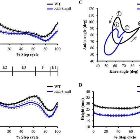 Kinematics Of Displacement During The Step Cycle Ab Average Angular Download Scientific