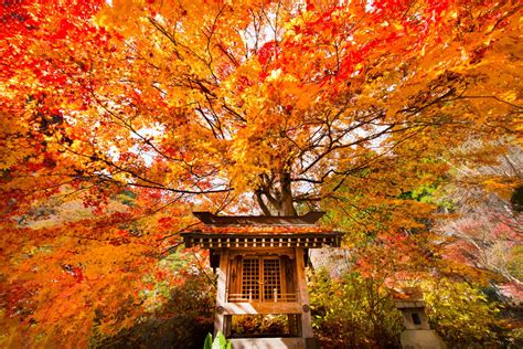 Autumn Leaves Viewing Japan Photo Tour Blain Harasymiw Photography