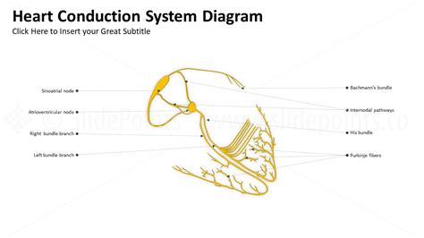 Cardiovascular System PowerPoint Premium PowerPoint Editable Templates E Shop