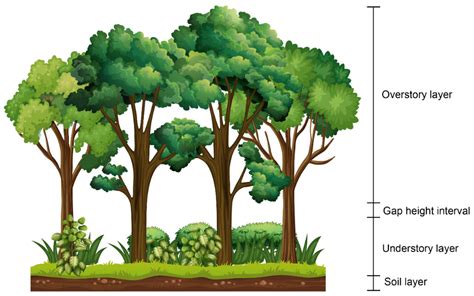 Understory Tree