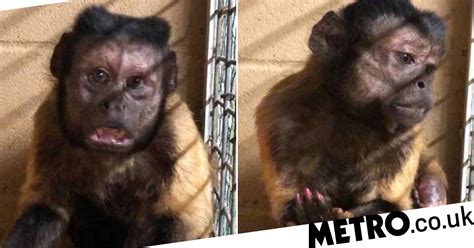 Protective Father Monkey Dies After Trying To Stop Burglar From