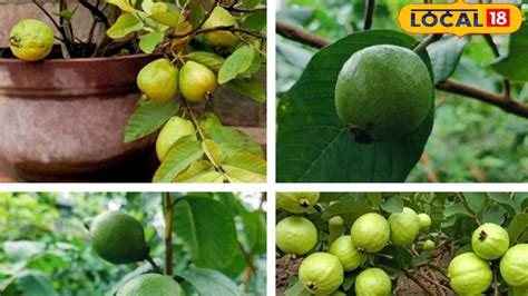Grow The Best Guava Varieties In Pots Enjoy A Garden Fresh Harvest Right At Home