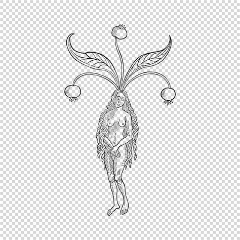 Female Mandrake Root Vector Tofujoe