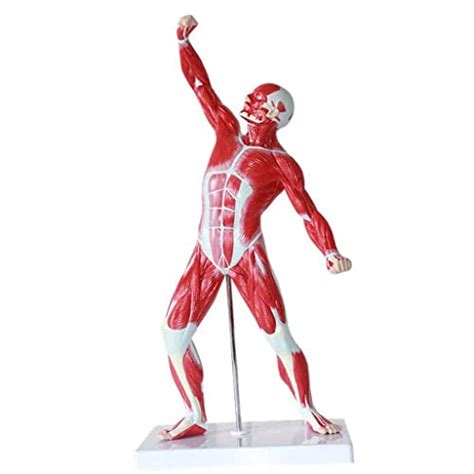 Anatomy Mini Models At Christine Hibbler Blog