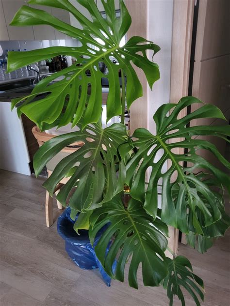 몬스테라 질문 지식in