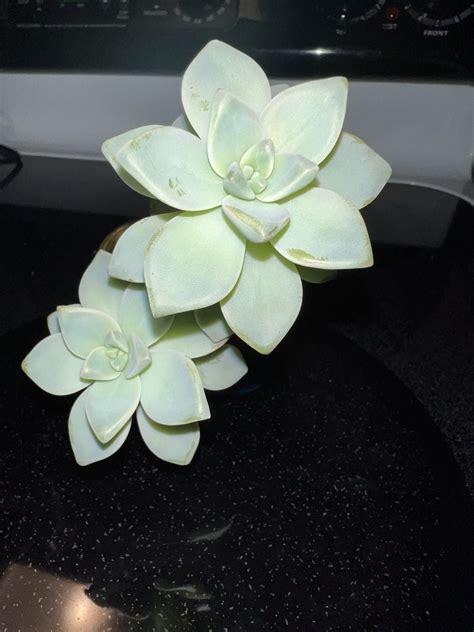 Cloning Succulent Stem Rsucculents
